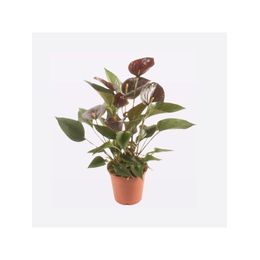MeinVIPShop Flamingoblume Chocolate 40cm Zimmerpflanze | Gr.: onesize
