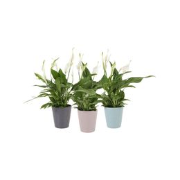 MeinVIPShop Spathiphyllum Pearl Cupido 35cm in pastellfarbenen Übertopf 3er Set | Gr.: onesize