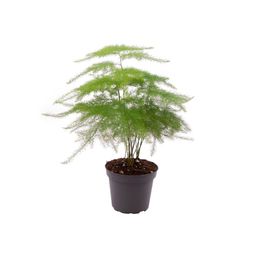 MeinVIPShop Asparagus setaceus Plumosus 35cm Zimmerpflanze | Gr.: onesize
