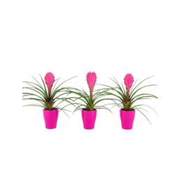 MeinVIPShop Tillandsia Cyanea pink in pinken Übertöpfen 3er Set | Gr.: onesize