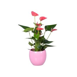 MeinVIPShop Flamingoblume pink mit pinken Keramikübertopf 45cm | Gr.: onesize