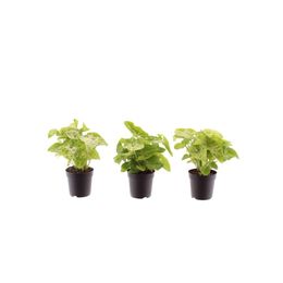 MeinVIPShop Syngonium Golden Allusion 3er Set zimmerpflanze | Gr.: onesize