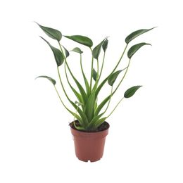 MeinVIPShop Alocasia Tiny Dancers 30 cm Zimmerpflanze | Gr.: onesize