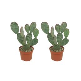 MeinVIPShop Kaktus Opuntia microdasys 25cm 2er Set | Gr.: onesize