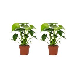 MeinVIPShop Monstera Deliciosa Tauer 2er Set Zimmerpflanze | Gr.: onesize