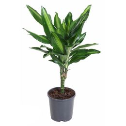 MeinVIPShop Drachenbaum Dracaena fragrans Cintho 50cm Zimmerpflanze | Gr.: onesize