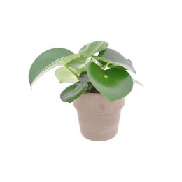 MeinVIPShop Peperomia polybotrya Raindrop 30cm in Keramiktopf Zimmerpflanze | Gr.: onesize
