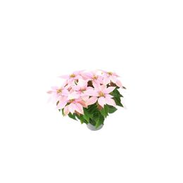 MeinVIPShop Weihnachtsstern rosa 30 cm Zimmerpflanze | Gr.: onesize