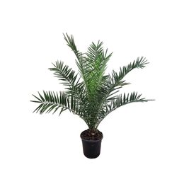 MeinVIPShop Phoenix canariensis Dattelpalme 75cm XXL | Gr.: onesize