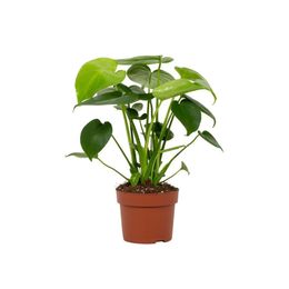 MeinVIPShop Monstera Deliciosa Tauer 30cm 1er Zimmerpflanze | Gr.: onesize