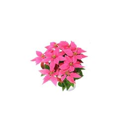MeinVIPShop Weihnachtsstern dark pink 30cm Zimmerpflanze | Gr.: onesize