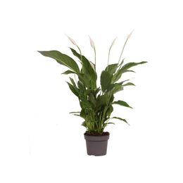 MeinVIPShop Einblatt 50cm XXL blühend Zimmerpflanze | Gr.: onesize