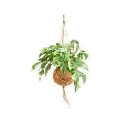 MeinVIPShop Monstera Minima Kokodama 30cm Zimmerpflanze | Gr.: onesize