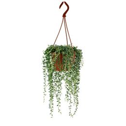 MeinVIPShop Senecio herreianus im Hängetopf 25 cm Zimmerpflanze | Gr.: onesize