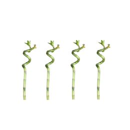 MeinVIPShop Lucky Bamboo 50cm 4er spiral Bambus | Gr.: onesize