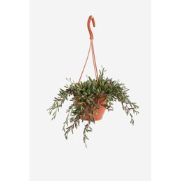 MeinVIPShop Senecio herreianus Purple Flush Hängepflanze | Gr.: onesize
