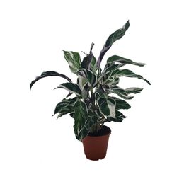 MeinVIPShop Calathea 'Fusion White' 45cm Zimmerplanze | Gr.: onesize