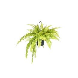 MeinVIPShop Schwertfarn Nephrolepis exaltata Blonde Hängepflanze 40cm | Gr.: onesize