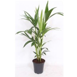 MeinVIPShop Palme Howea forsteriana Kentia 80cm | Gr.: onesize