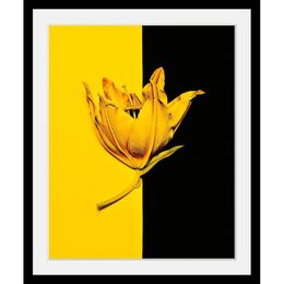 queence Bild »Blüte« Blumenbilder Kunst Pflanzen HD Premium Poster-Druck inkl. Holzrahmen Farbe Rahmen: schwarz + Farbe Bild(er): bunt
