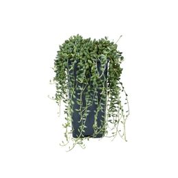 MeinVIPShop Senecio herreianus 25 cm Zimmerpflanze | Gr.: onesize