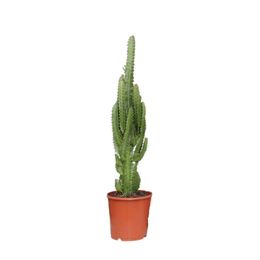 MeinVIPShop Euphorbia trigona 70cm Zimmerpflanze | Gr.: onesize