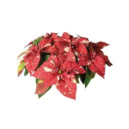 MeinVIPShop Weihnachtsstern Superba New Glitter 35cm | Gr.: onesize