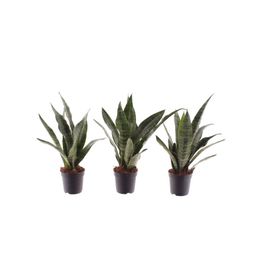 MeinVIPShop Bogenhanf Sansevieria trifasciata Black Coral 3er Set | Gr.: onesize