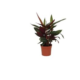MeinVIPShop Stromanthe sanguinea Stripestar 40cm Zimmerpflanze | Gr.: onesize