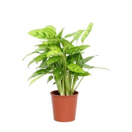 MeinVIPShop Calathea leopardina 40cm Zimmerpflanze | Gr.: onesize