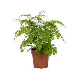 MeinVIPShop Dreieckiges Frauenhaarfarn 35cm | Gr.: onesize