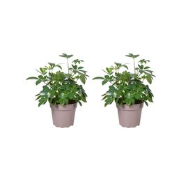 MeinVIPShop Schefflera arboricola Arboricola 45 cm 2er Set Zimmerpflanze | Gr.: onesize