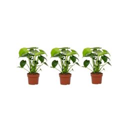 MeinVIPShop Monstera Deliciosa Tauer 3er Set Zimmerpflanze | Gr.: onesize