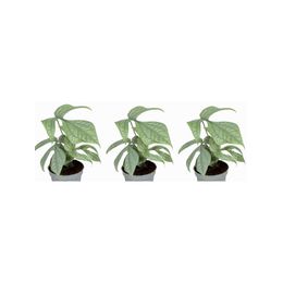 MeinVIPShop Monstera Amydrium Medium 3er Zimmerpflanze | Gr.: onesize
