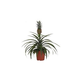 MeinVIPShop Zierananas 40cm Ananas Zimmerpflanze | Gr.: onesize