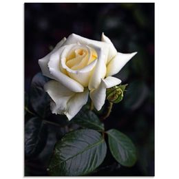 Artland Glasbild »Weiß-gelbe Rose« 1 Stk. tlg. in verschiedenen Größen Farbe Bild(er): naturfarben