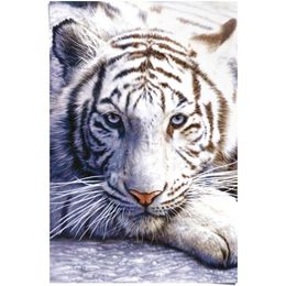Poster Reinders "Weißer Tiger", weiß (farbe bild(er): weiß), B:61cm H:91,5cm, Papier, Bilder