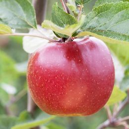 Apfel 'Roter Boskoop' - Busch 5 Liter, 80 - 100 cm Liefergröße: 80 - 100 cm