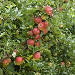 Apfel 'Elstar ', 5 Liter, 120 - 160 cm, 40 - 60 cm Sth. Liefergröße: 120 - 160 cm, 40 - 60 cm Sth.