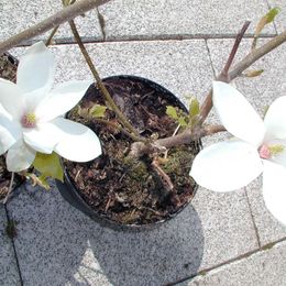 Sommer-Magnolie, 5 Liter, 80 - 100 cm Liefergröße: 80 - 100 cm