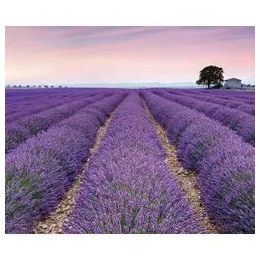 Fototapete Komar "Digitaldruck Vlies - Provence - Größe 300 x 250 cm", lila, B:3m L:2,5m, Vlies, Tapeten, Wohnzimmer, Schlafzimmer