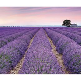 Komar Fototapete »Digitaldruck Vlies - Provence - Größe 300 x 250 cm« bedruckt glatt Wohnzimmer, Schlafzimmer lila B/L: 3 m m x 2,5 m m