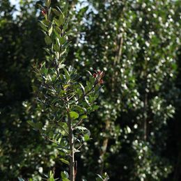 Stechpalme 'Heckenblau ' C3 40/60 Liefergröße: 40 - 60 cm
