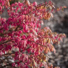 Korkspindel 20 Liter Container, 100 - 125 cm Liefergröße: 100 - 125 cm