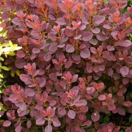 Perückenstrauch 'Royal Purple' 3 Liter Container, 40 - 60 cm Liefergröße: 40 - 60 cm