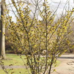 Zaubernuss 'Arnold Promise' 3 - 5 Liter, 60 - 80 cm Liefergröße: 60 - 80 cm