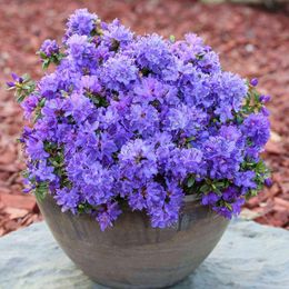 Kleinblättriger Rhododendron 'Saint Merryn' Liefergröße: 25 - 30 cm