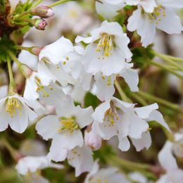 Geschlitzte Kirsche 'Kojou-no-mai', 5 Liter, 40 - 60 cm Liefergröße: 40 - 60 cm