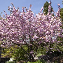 Frühe Zierkirsche / Frühlingskirsche, 3 Liter, 40 - 60 cm Liefergröße: 40 - 60 cm