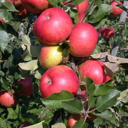 Winterapfel 'Topaz ' Liefergröße: 80 - 100 cm